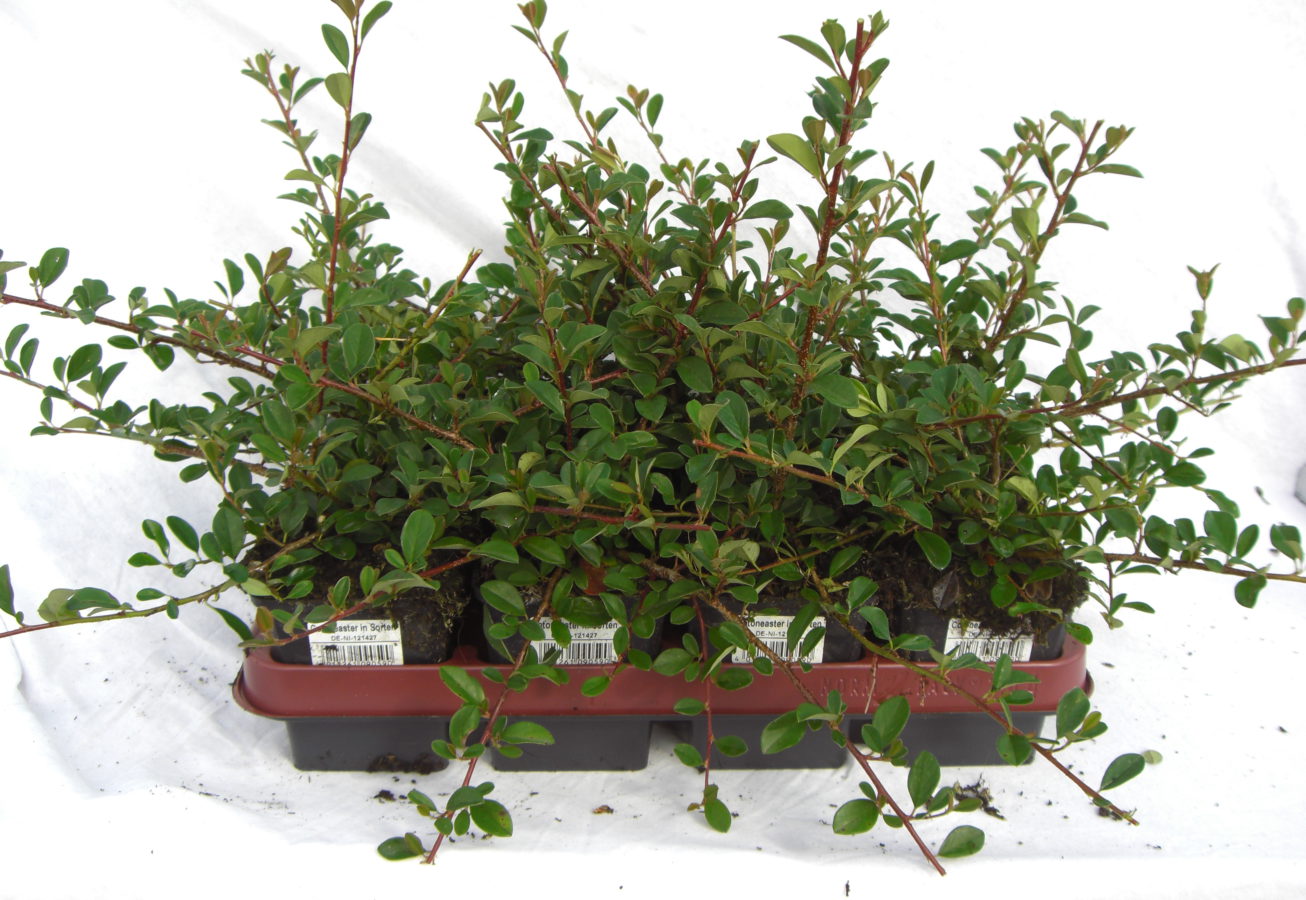 Cotoneaster in Sorten – Baumschule Dannemann
